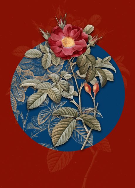 'Blooming Red Portland Rose' Poster by Holy Rock Design | Displate
