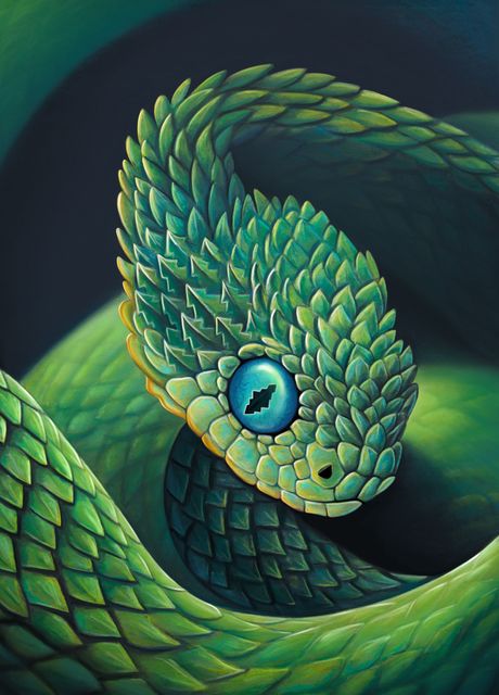 'Portrait of Snake' Poster by Nataliia Zakharova | Displate