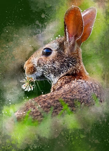 'Rabbit' Poster by Petra Rommelfanger | Displate