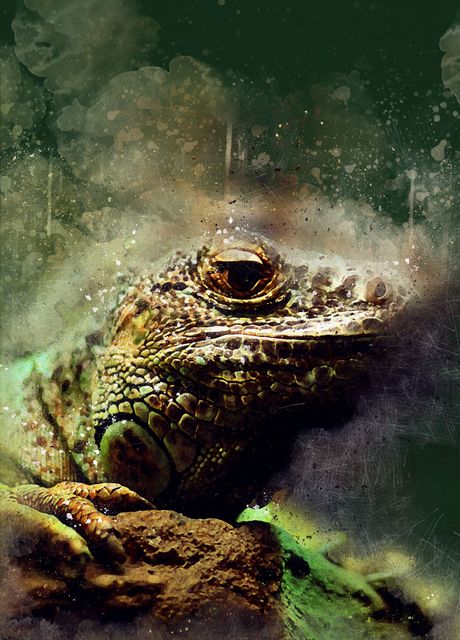 'Iguana' Poster by Petra Rommelfanger | Displate