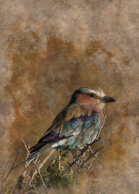 'Gabelracke' Poster by Petra Rommelfanger | Displate