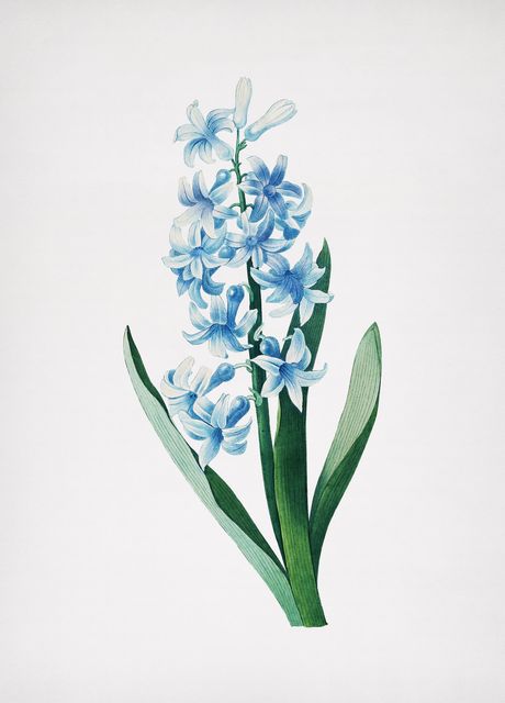 'Vintage Dutch Hyacinth' Poster by Holy Rock Design | Displate