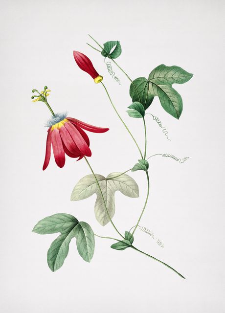 'Vintage Red Passion Flower' Poster by Holy Rock Design | Displate
