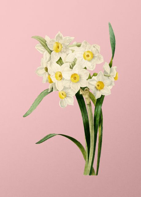 'Daffodil on Pink' Poster by Holy Rock Design | Displate