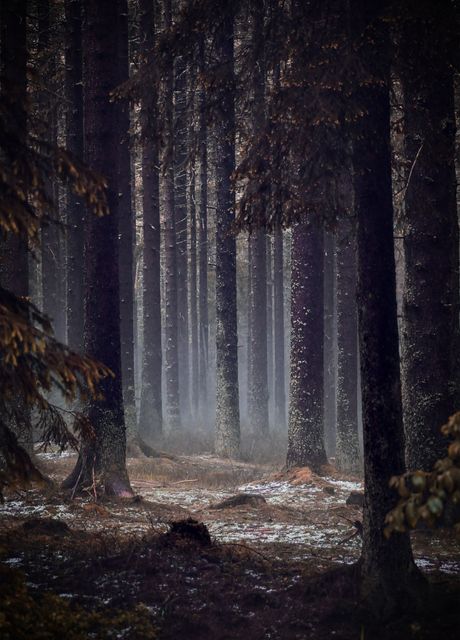 'Dark Forest' Poster by Conceptual Photography | Displate