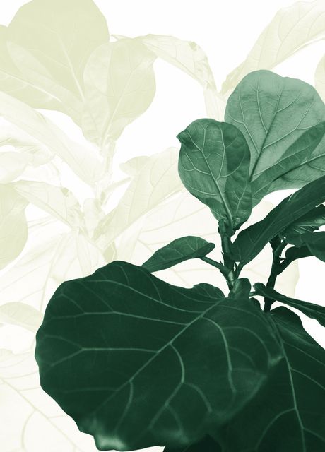 'Olive Green Fiddle Leaf 1' Poster by Anita's & Bella's Art | Displate