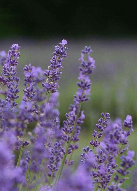 'Lavender' Poster by The Bright Art | Displate