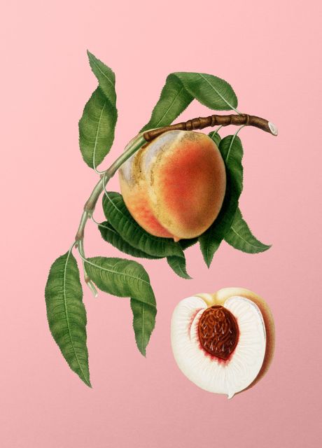 'Vintage Peach Fruit Poster' Poster by Holy Rock Design | Displate