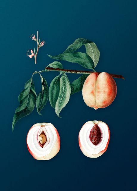 'Vintage Peach Fruit Poster' Poster by Holy Rock Design | Displate