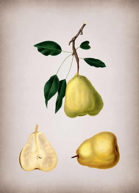 'Vintage Pear Fruit Poster' Poster by Holy Rock Design | Displate