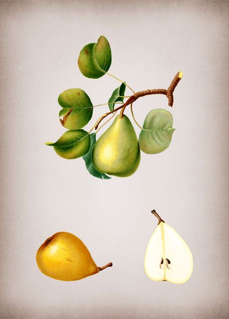 'Vintage Pear Fruit Poster' Poster by Holy Rock Design | Displate