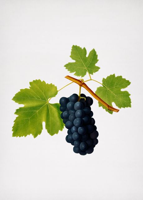 'Vintage Columbano Grapes' Poster by Holy Rock Design | Displate