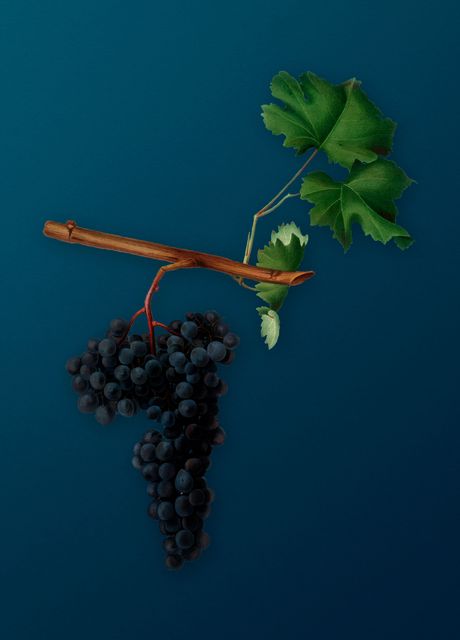 'Vintage Grapes Poster' Poster by Holy Rock Design | Displate