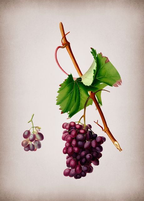 'Vintage Grape Vines Poster' Poster by Holy Rock Design | Displate