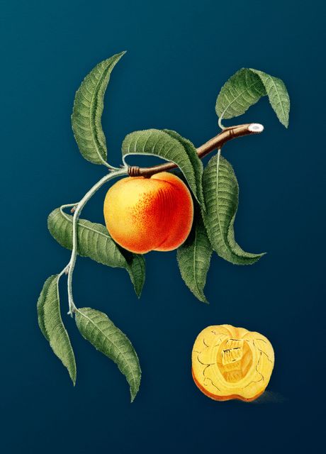 'Vintage Peach Fruit Poster' Poster by Holy Rock Design | Displate