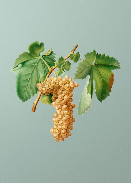 'Grapes Botanical Poster' Poster by Holy Rock Design | Displate