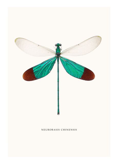 'Neurobasis Chinensis' Poster, picture, metal print, paint by Wildlife ...