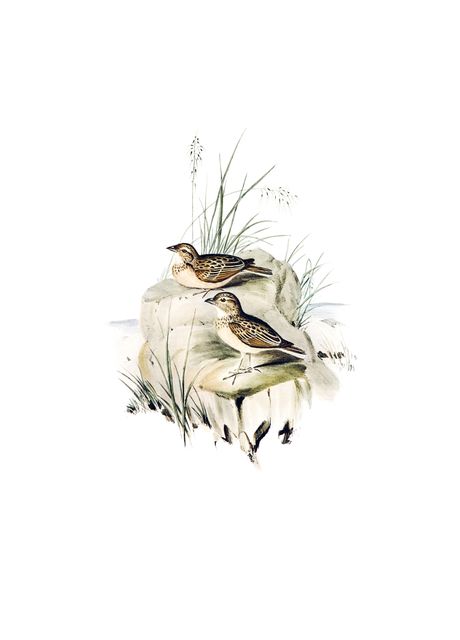 'Australian Lark Bird' Poster by Holy Rock Design | Displate