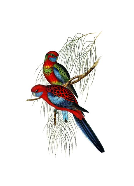 'Pennants Parakeet Bird' Poster by Holy Rock Design | Displate