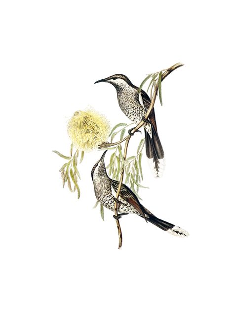 'Wattlebird Honeyeater' Poster by Holy Rock Design | Displate