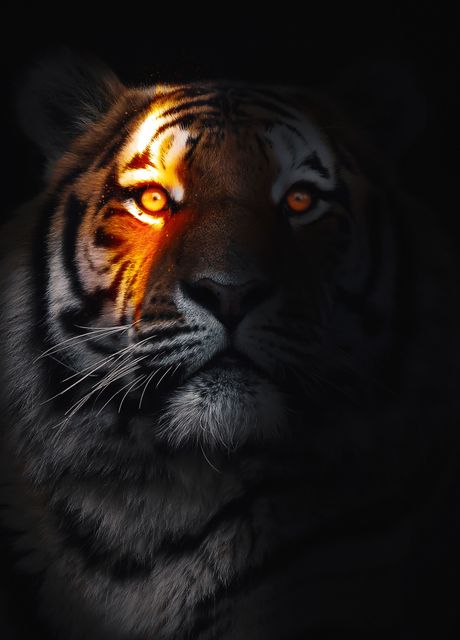 'Fantasy tiger king poster ' Poster by MK studio | Displate