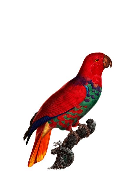 'Eclectus Parrot Bird' Poster by Holy Rock Design | Displate