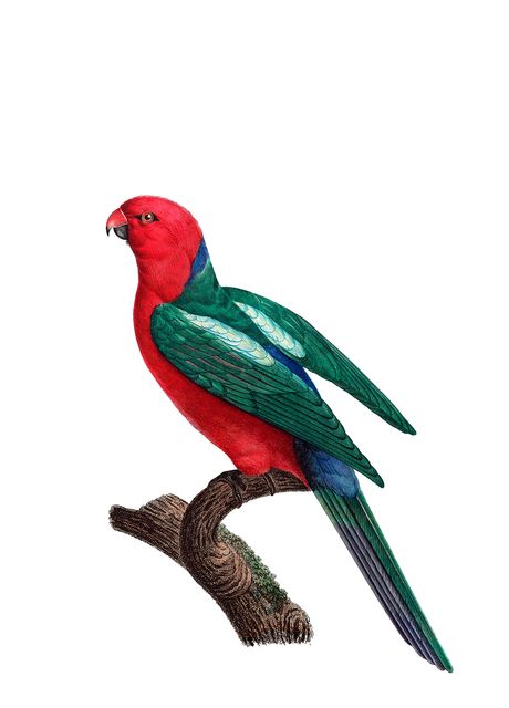 'Australian King Parrot' Poster by Holy Rock Design | Displate