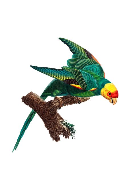 'Yellow Crown Parakeet Bird' Poster by Holy Rock Design | Displate