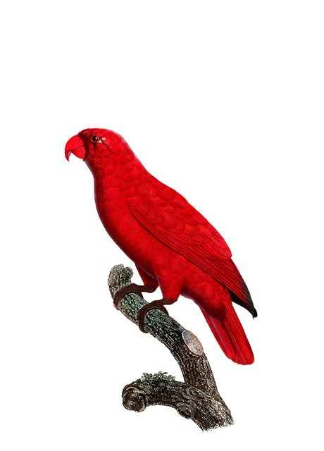 'Vintage Cardinal Lory Bird' Poster by Holy Rock Design | Displate