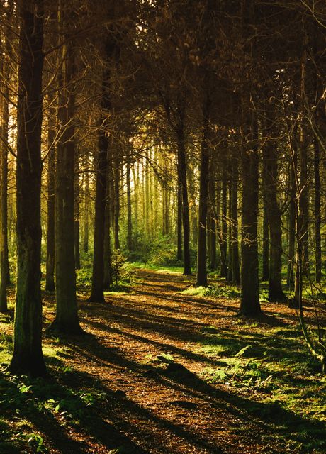 'Forest' Poster by Conceptual Photography | Displate