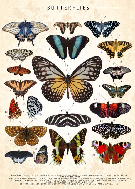 'Butterfly Collection' Poster by BestPrints | Displate