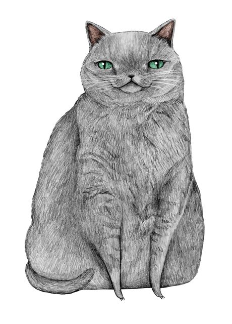 'Grey Cat' Poster by Sophie Corrigan | Displate