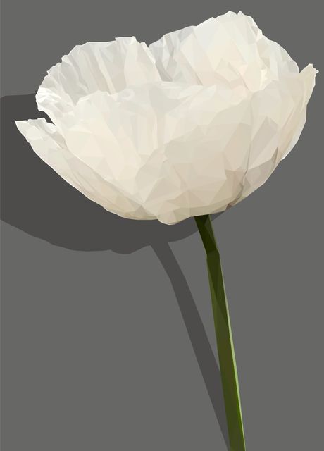 'White Poppy Peace Symbol' Poster by Erin Campbell | Displate