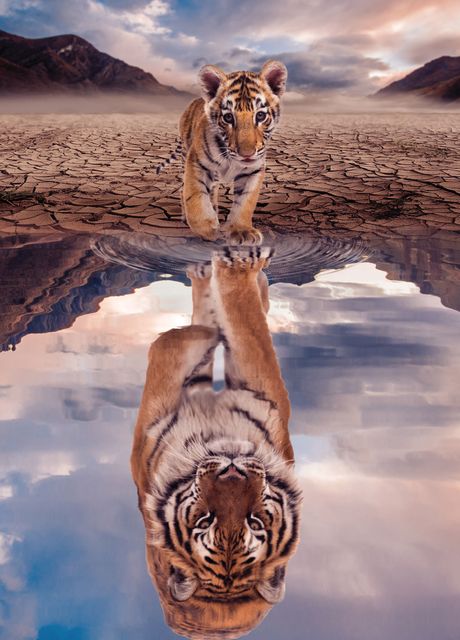 'Tiger Cub Water Reflection' Poster, picture, metal print, paint by ...