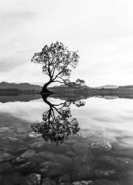 'Wanaka Tree New Zealand' Poster by Joshua Small | Displate