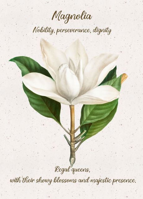 'Magnolia Flower Language' Poster by XandYart | Displate