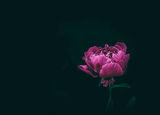'A Flowers Breath' Poster by Andrew Proudlove | Displate