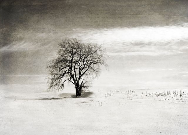 'Lone Tree in Winter' Poster by Brooke T Ryan | Displate