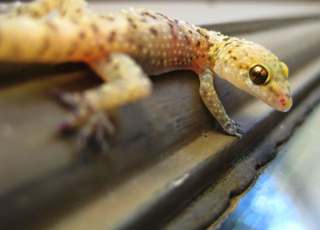 'Lizard Stare' Poster by Kyle Ferguson | Displate