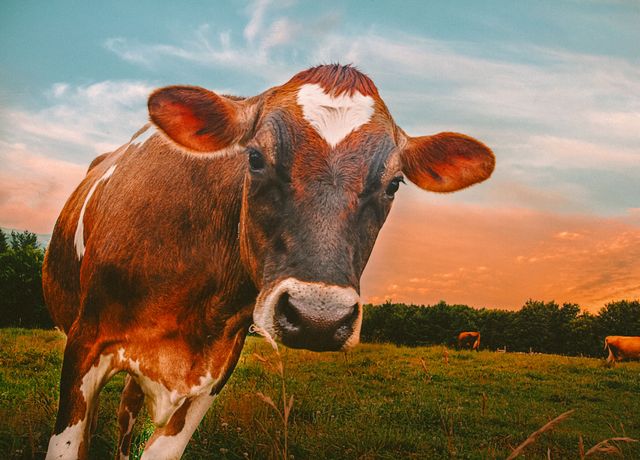 'Dairy Cow Sunset' Poster by Bob Orsillo | Displate