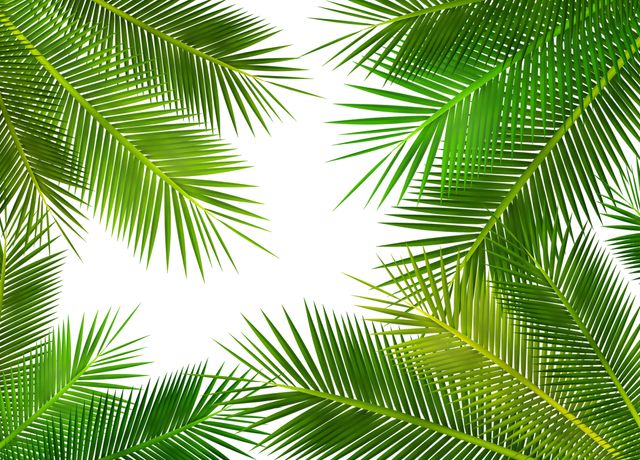 'Coconut Leaf Art Pattern' Poster by Lugu Poerawidjaja | Displate