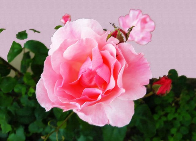 'Rose wisdom' Poster by Edy Art Space | Displate