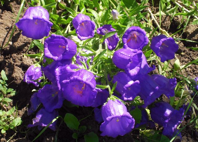 'Spring bells' Poster by Edy Art Space | Displate