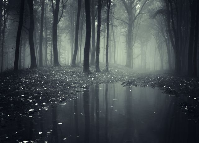 'Dark Forest' Poster by Photography and Illustration | Displate