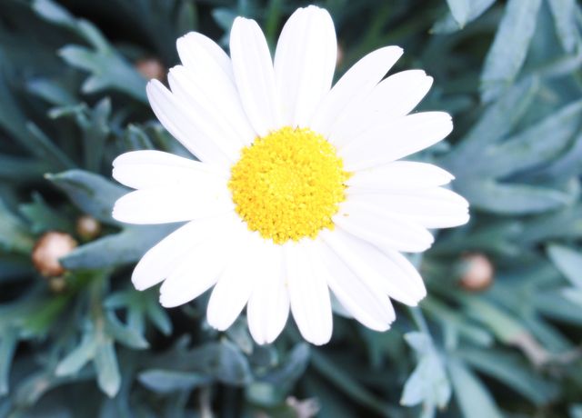 'SMILE Daisy 1 ' Poster by Anita's & Bella's Art | Displate