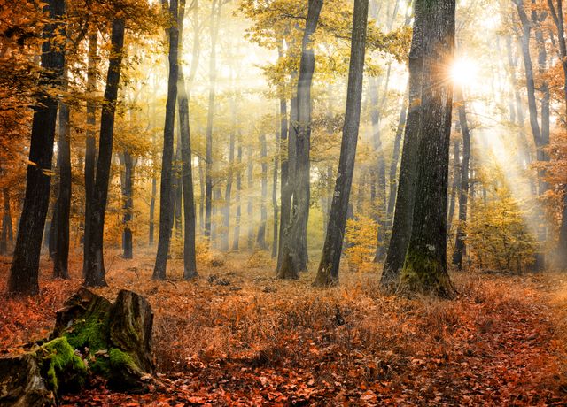 'Fall forest scene' Poster by Zsolt Zsigmond | Displate