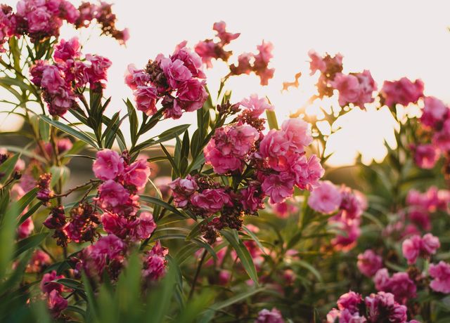 'Pink Flowers' Poster by Sobalvarro | Displate