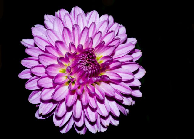'Purple chrysanthemum ' Poster by Katie Flenker | Displate
