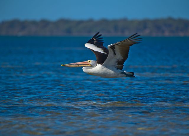 'Flying pelican' Poster by Jason Gilbert | Displate