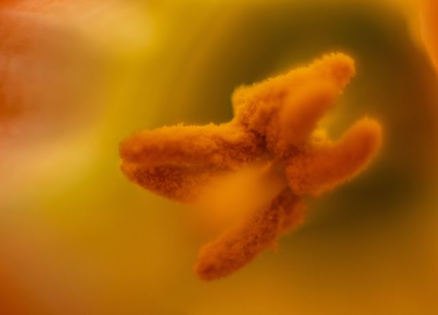 'Pollen of a daffodil' Poster by CheTatanka | Displate